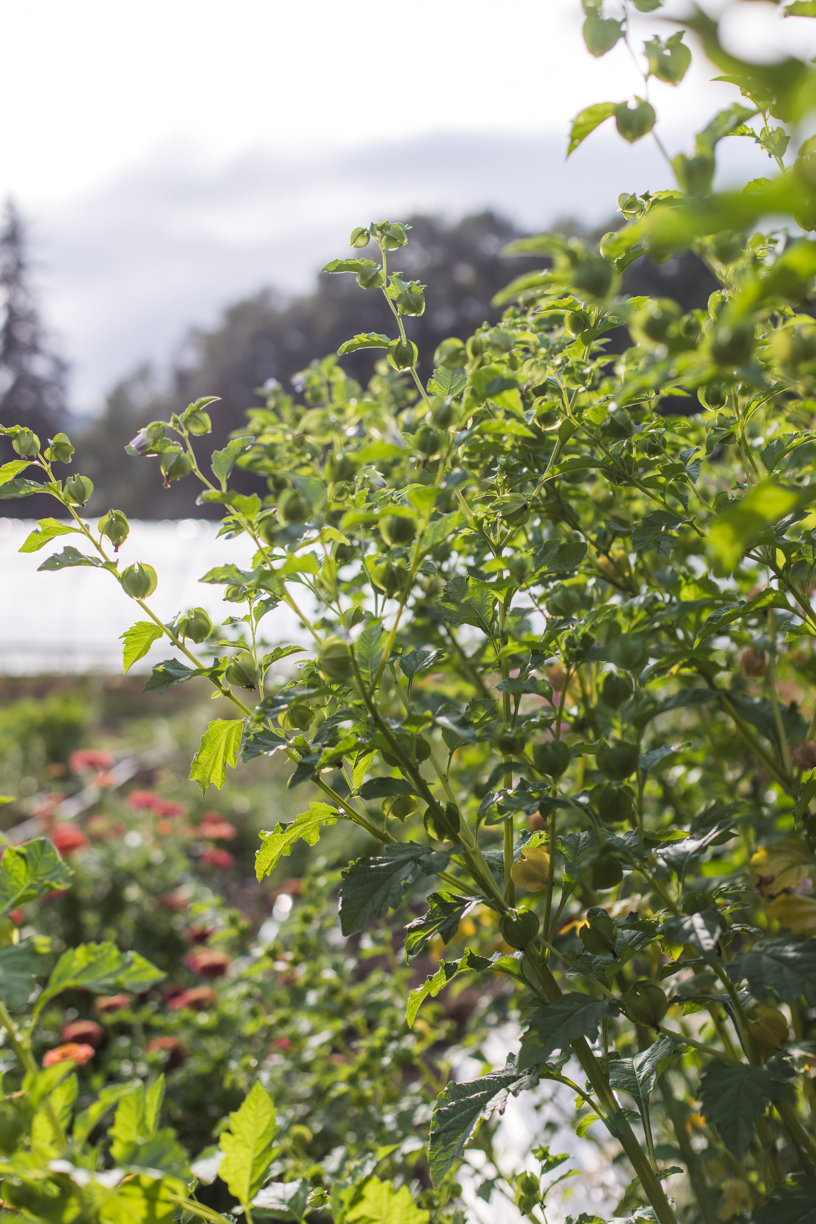 Apples of Peru – River Valley Seed and Stem