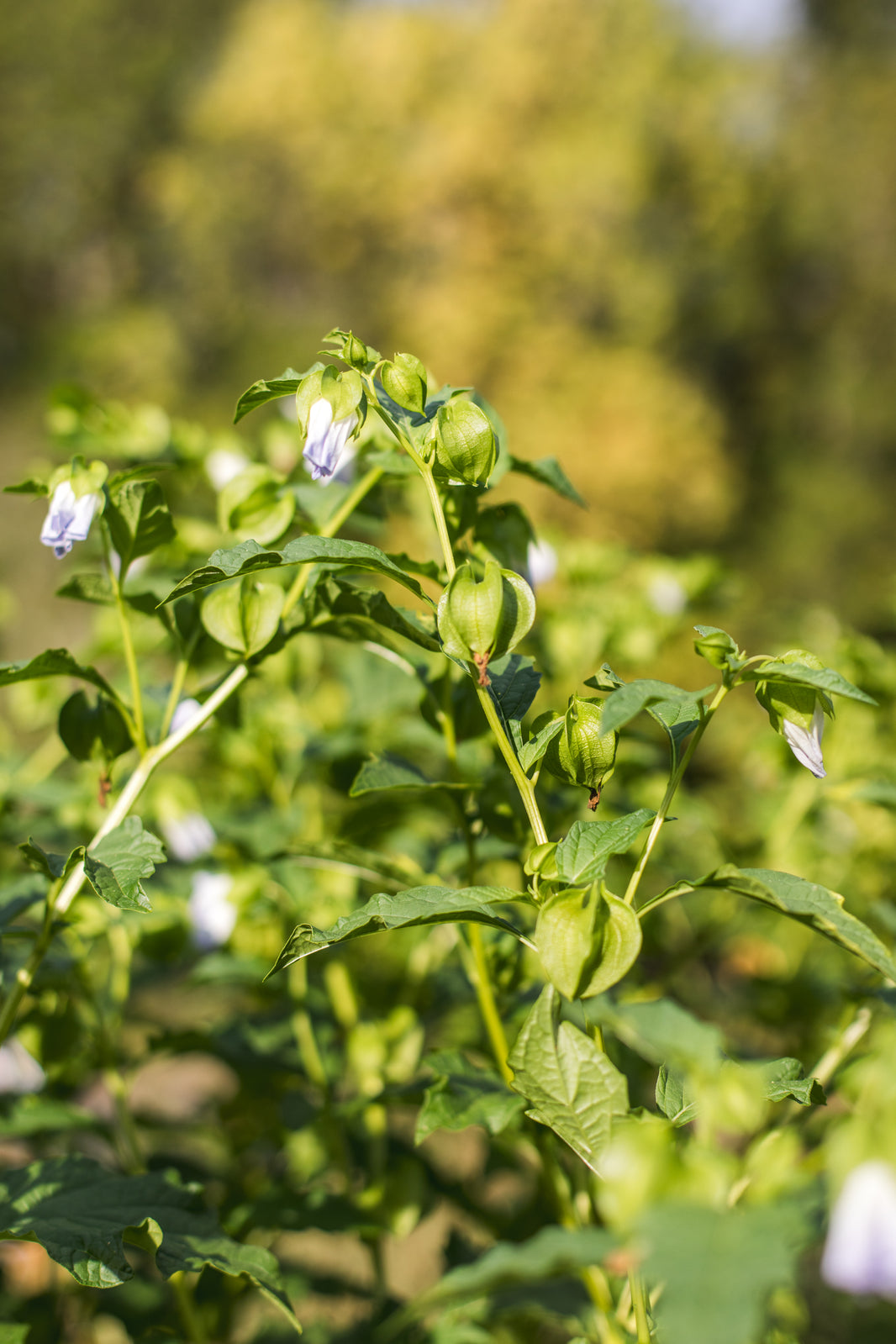 Products – River Valley Seed and Stem